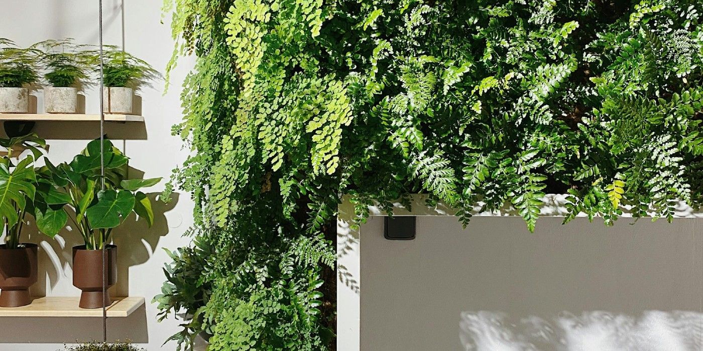 Prehistoric Greenery: Exploring the World of Ferns