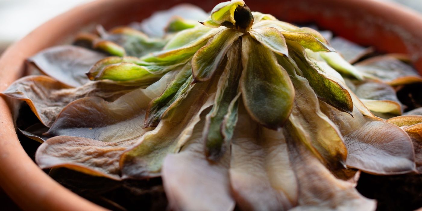 Succulent Security: Managing the Top 10 Pests and Diseases for Healthy ...