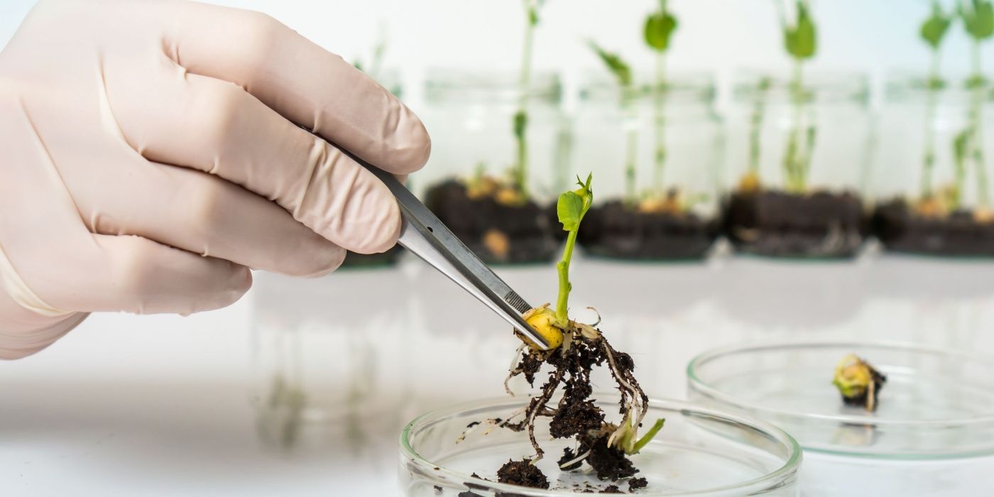 The Rise of Genetically Modified Plants: A Growing Trend in Home Gardening