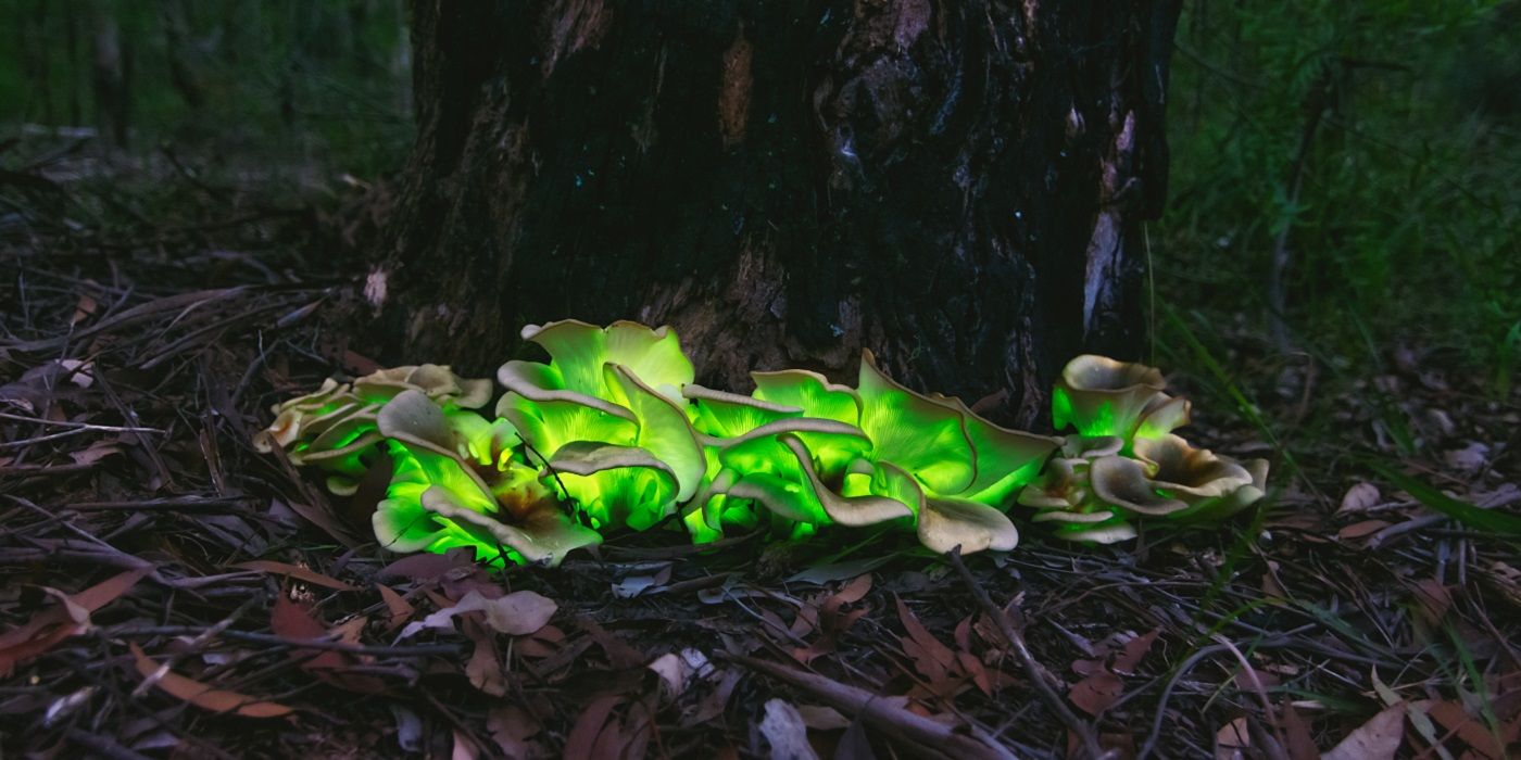 Glow Up Your Garden With the Firefly Petunia