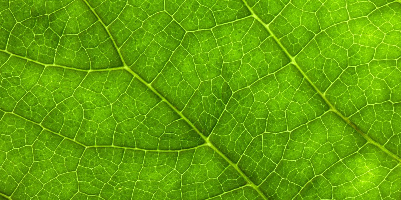 Glow Up Your Garden With the Firefly Petunia