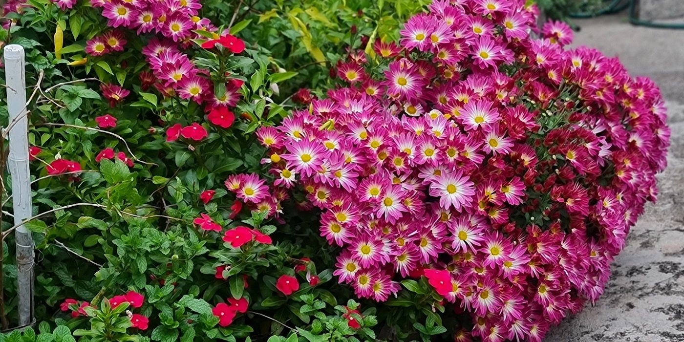 Which Early Spring Flowers Are the Most Beautiful?