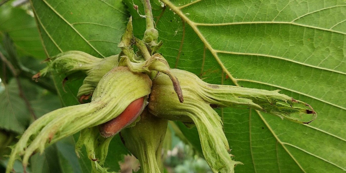 Springtime Orchard: 8 Nut Trees Perfect For March Planting