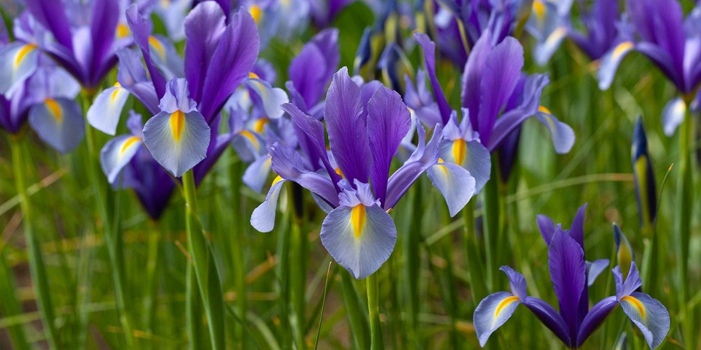 The Beauty Within: 9 Flower Names and Their Meanings