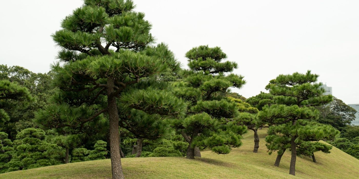 Apocalypse-Proof: 9 Evergreen Trees