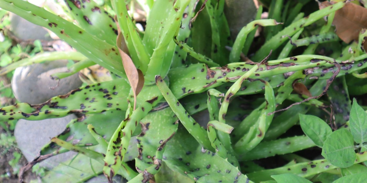 Succulent Security: Managing the Top 10 Pests and Diseases for Healthy ...