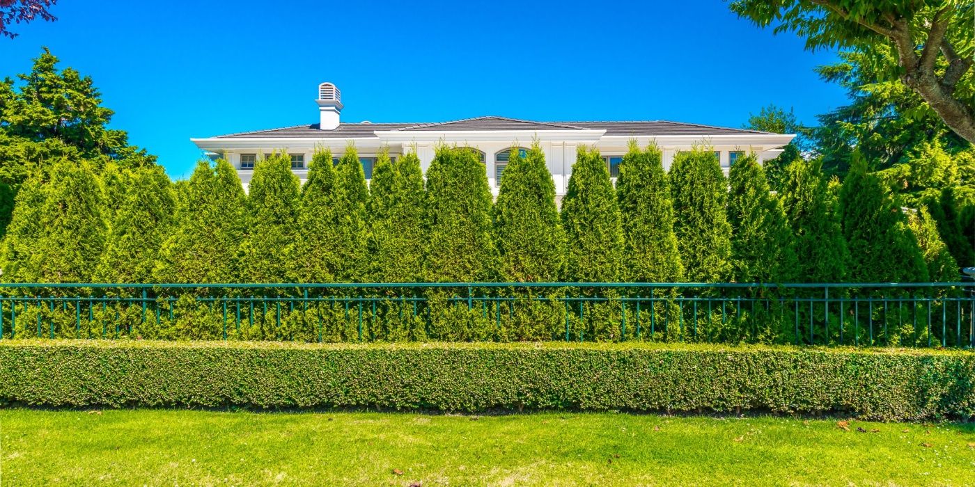 Spring Into Privacy: Planting Your Own Living Fence