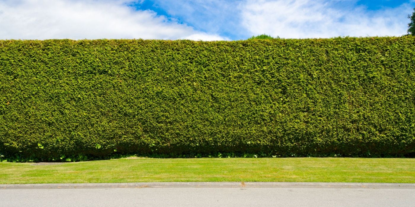 Spring Into Privacy: Planting Your Own Living Fence