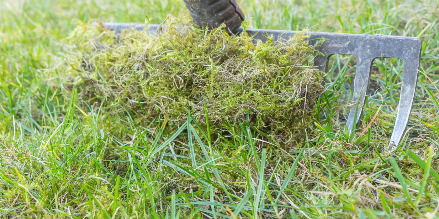 Spring Lawn Restoration: Conquering Moss for a Lush Yard