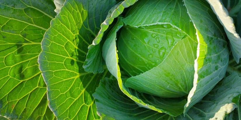 3 Essential Steps for Harvesting Collard Greens