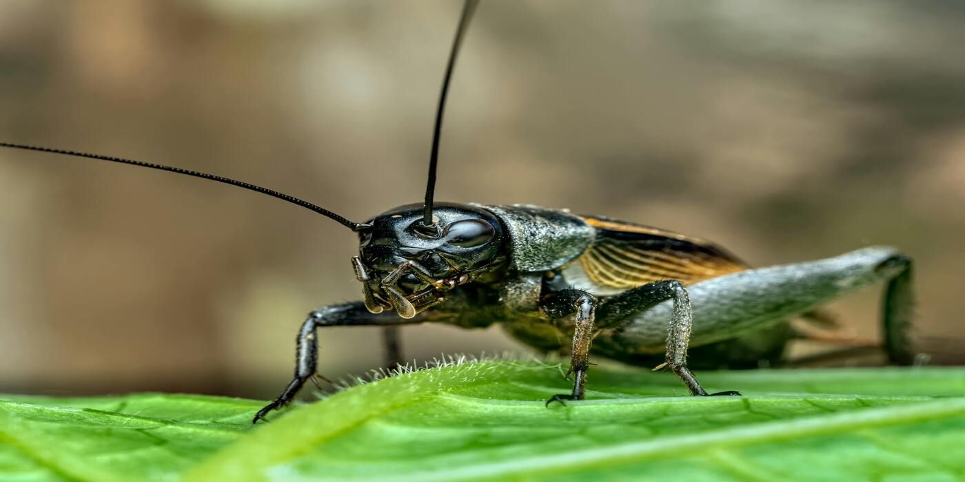 Effective Lawn Pest Control: Keeping Crickets at Bay