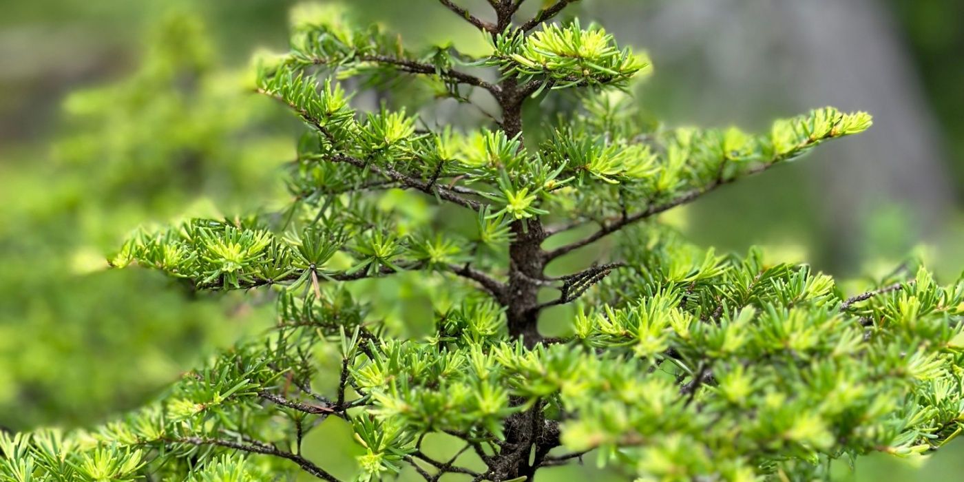 Apocalypse-Proof: 9 Evergreen Trees