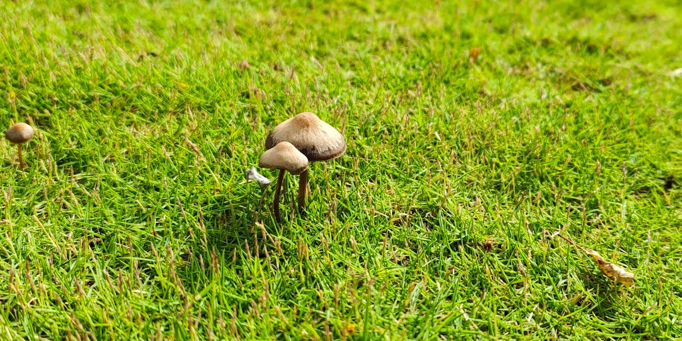 Understanding Garden Mushrooms and How They Benefit Your Plants