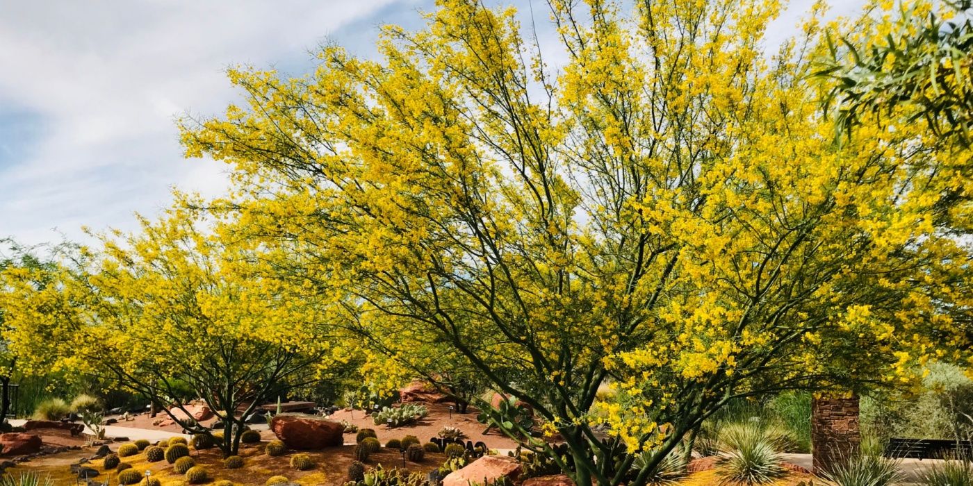 Transform Your Landscape With Native Plants