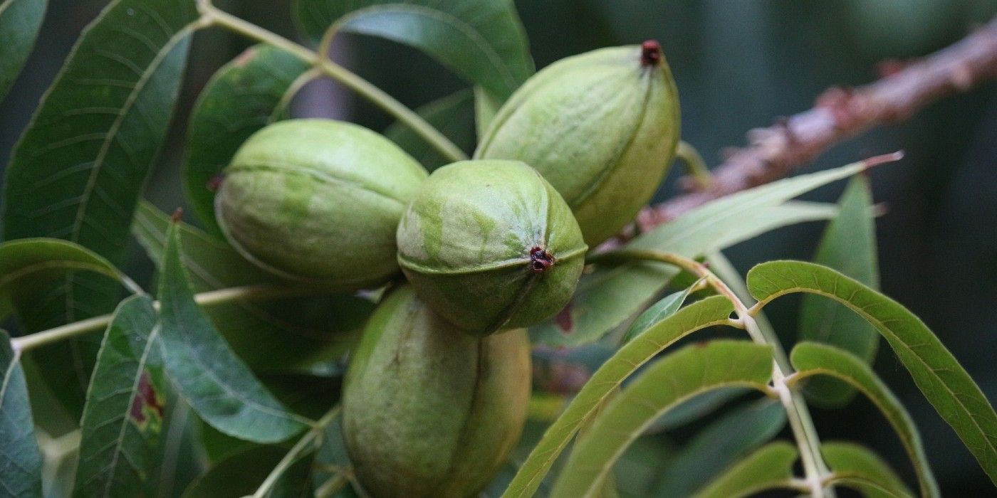 Springtime Orchard: 8 Nut Trees Perfect For March Planting