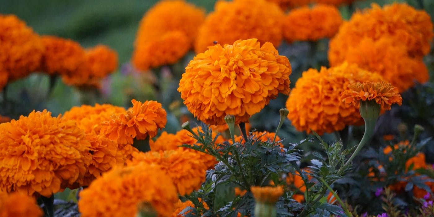 Best Filler Plants for Lush and Vibrant Gardens