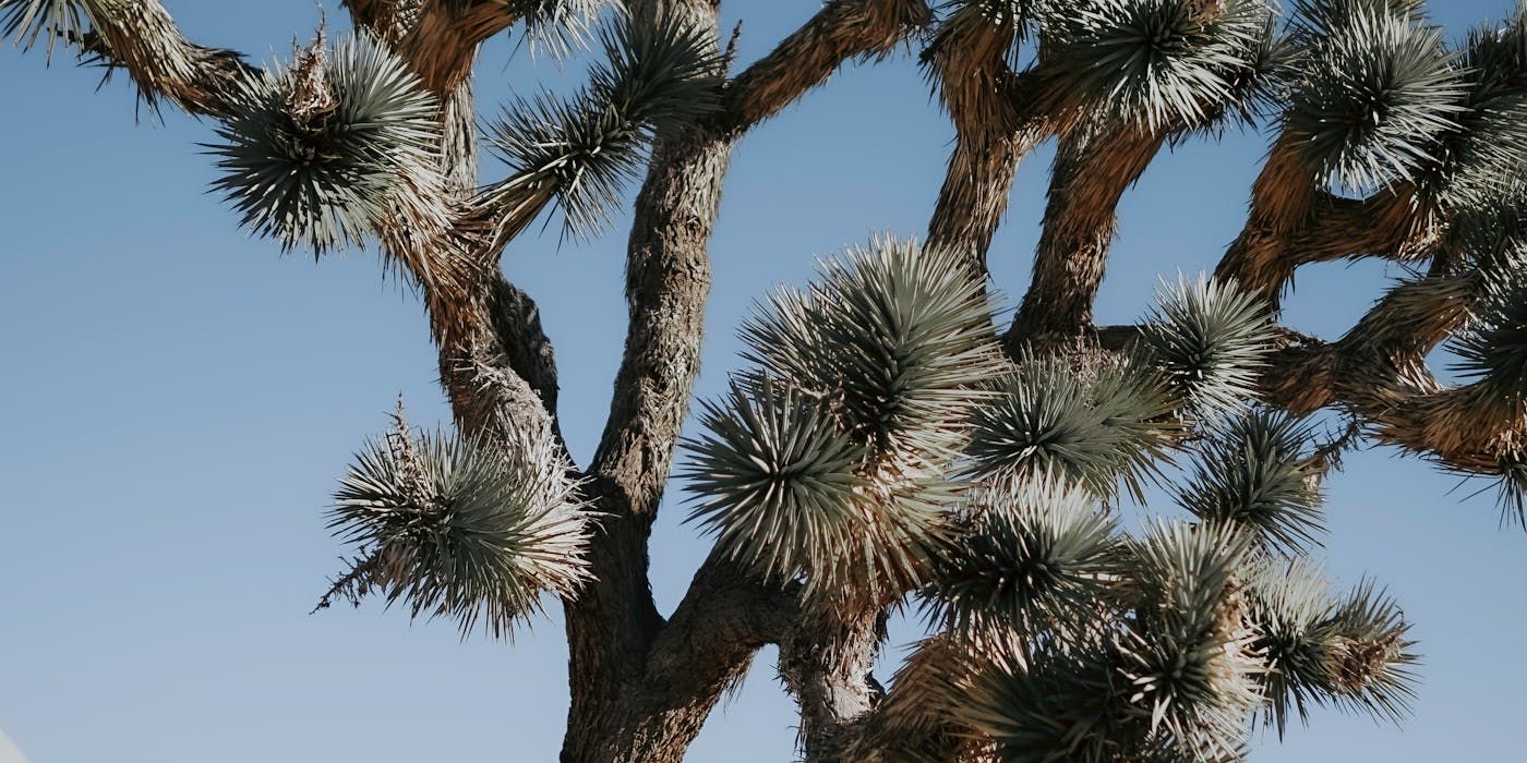 8 Mesmerizing Desert Plants That Would Dazzle in a Dune Movie