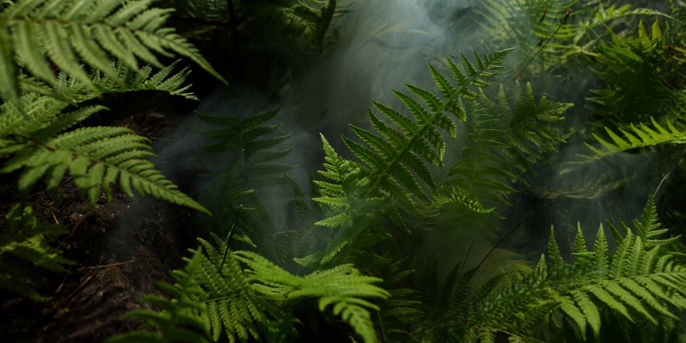 Prehistoric Greenery: Exploring the World of Ferns