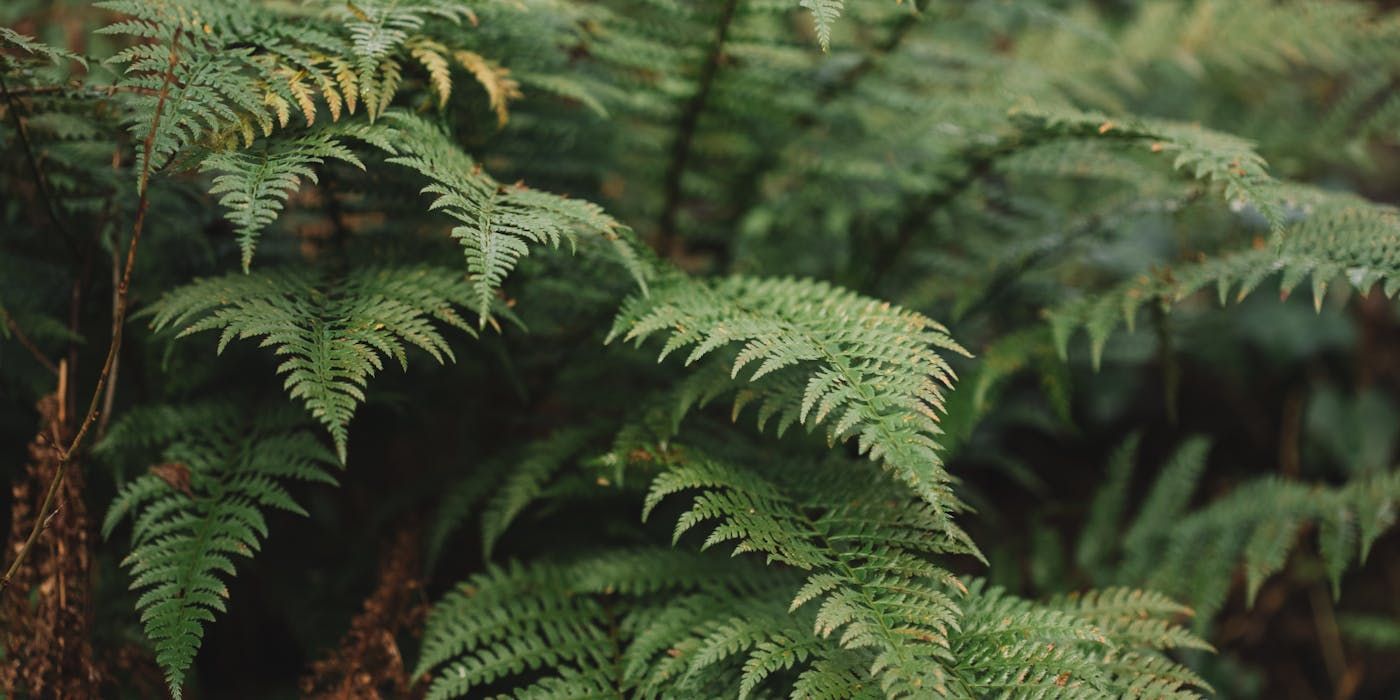 Prehistoric Greenery: Exploring the World of Ferns