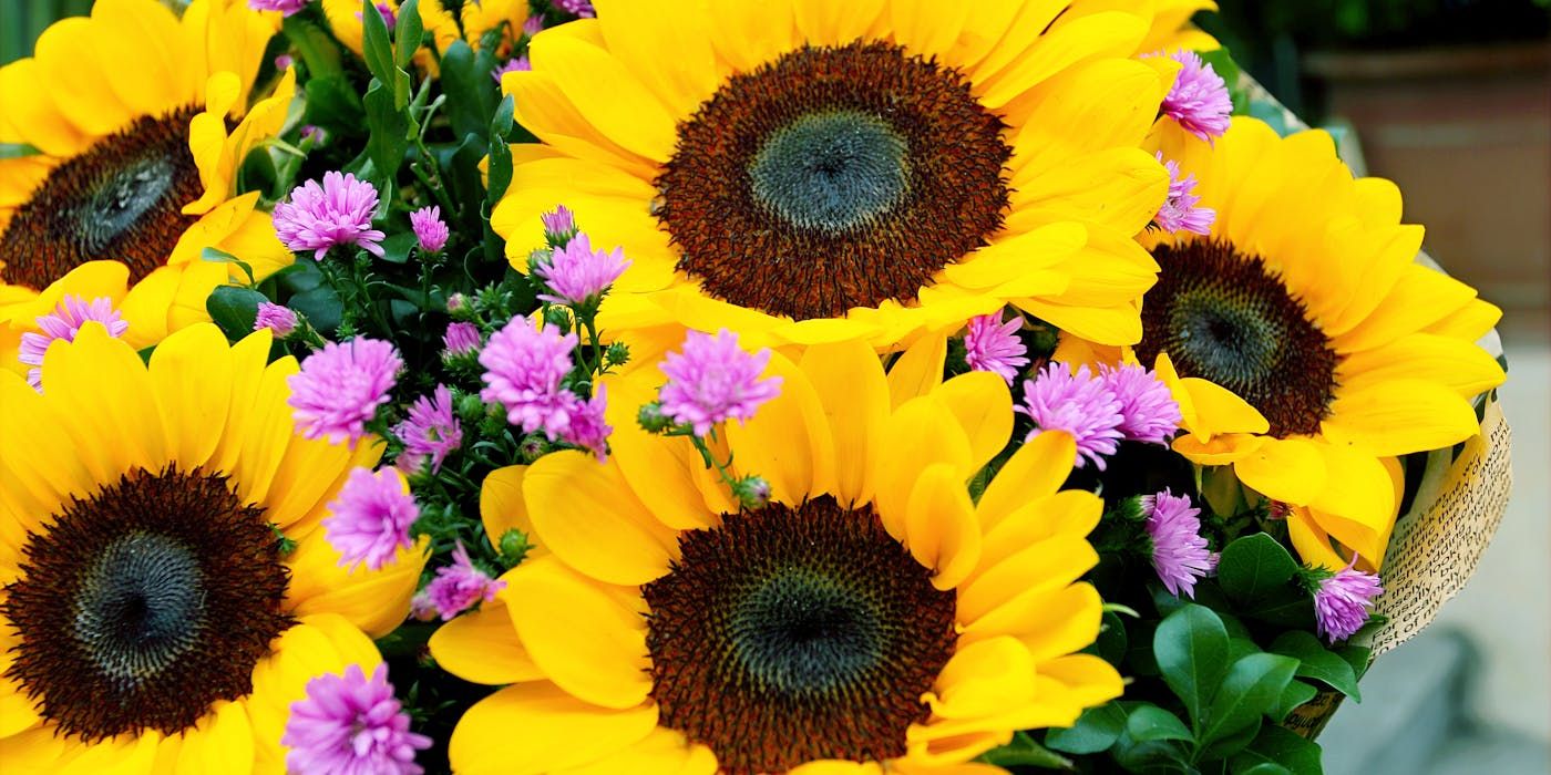 6 Summer Plants That Are Incredibly Easy to Grow