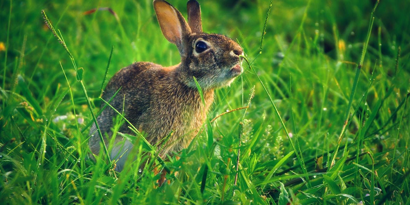 Cute or Cunning? The Reality of Dealing with Garden Rabbits