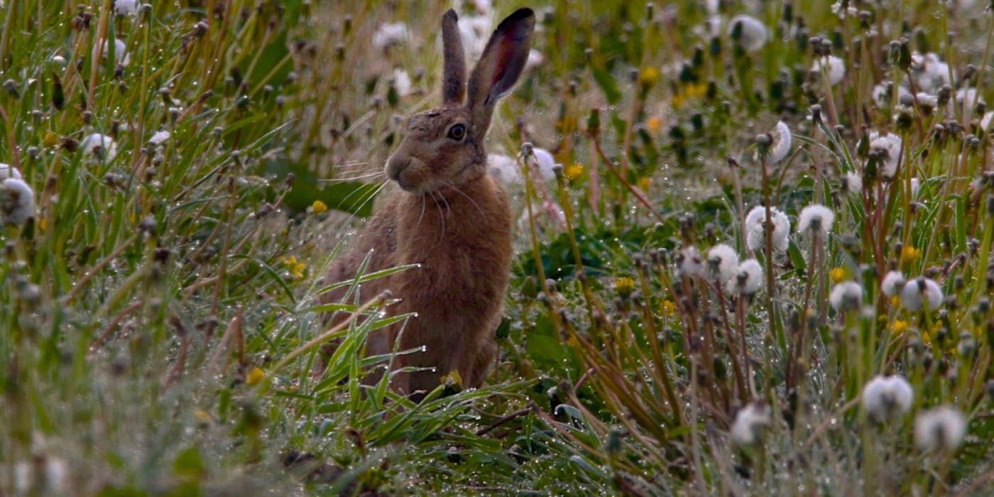 Cute or Cunning? The Reality of Dealing with Garden Rabbits