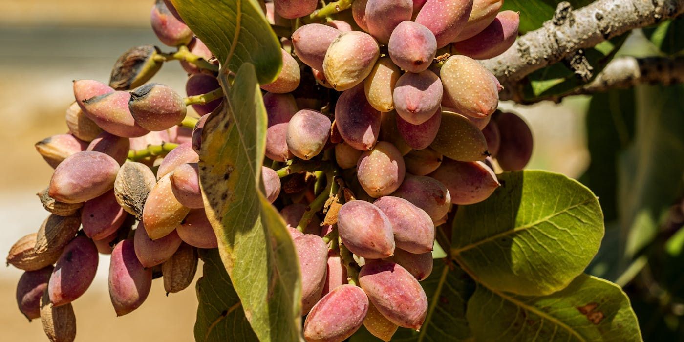 Springtime Orchard: 8 Nut Trees Perfect For March Planting