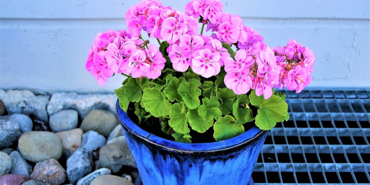 Plant Spring Flowers in Pots to Create a Mobile Garden