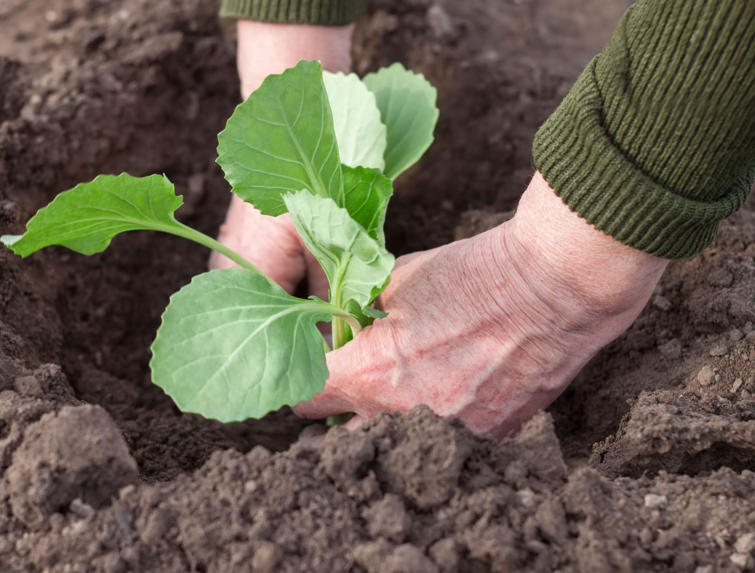 4 Essential Vegetables to Start After Easter