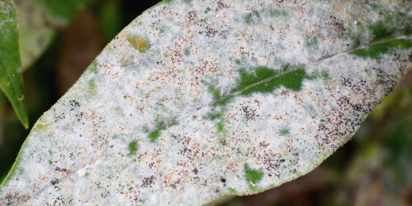 June's Garden Threats: Identify, Prevent, and Treat Pests and Diseases