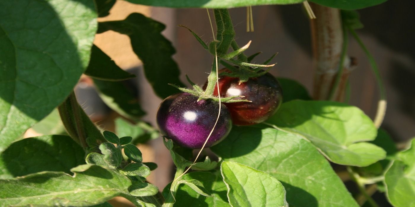 The Fascinating World of Purple Tomatoes