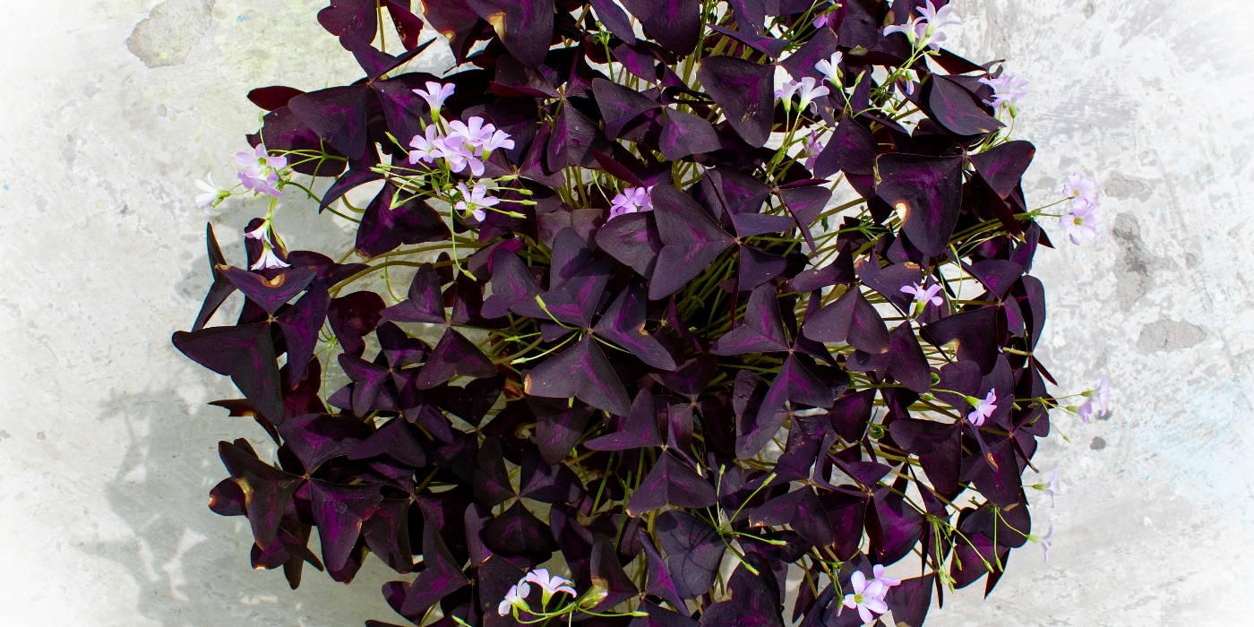 Tiny Plants: 6 Charming Small Indoor Plants