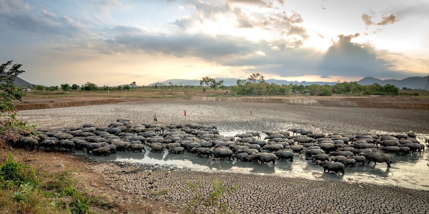 Understanding the Impact of Midwest Flash Droughts on Crops and Beyond