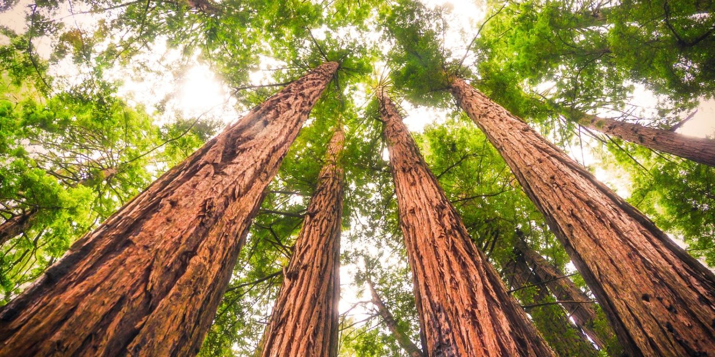 Apocalypse-Proof: 9 Evergreen Trees