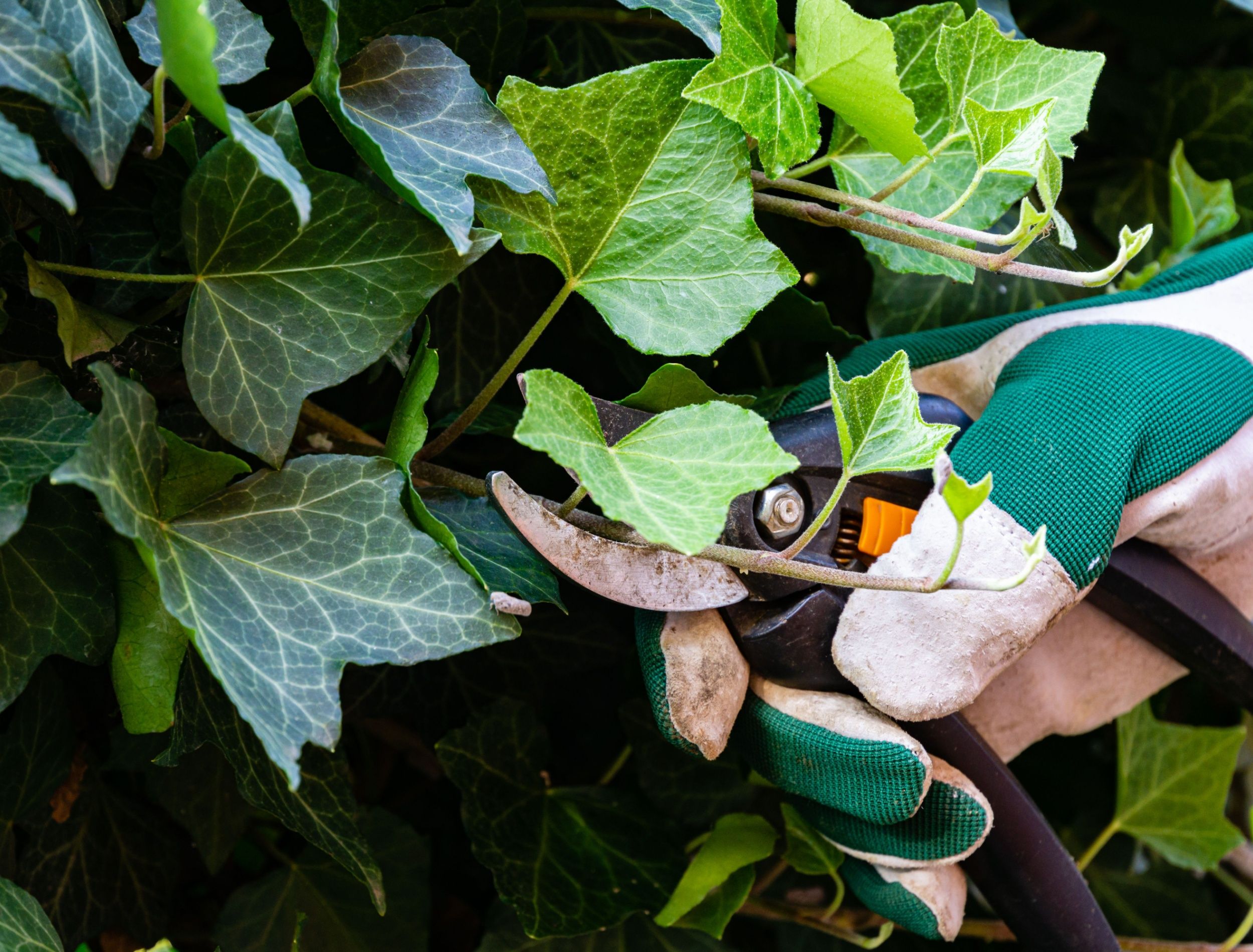 ivy | BackyardBoss