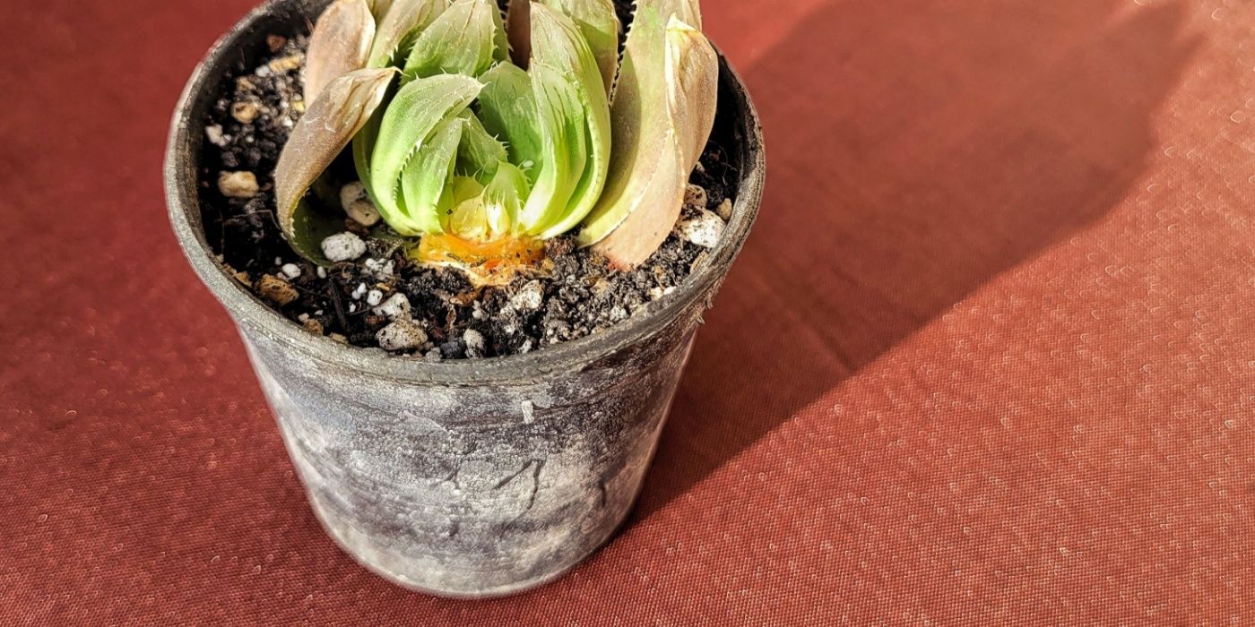 Succulent Security: Managing the Top 10 Pests and Diseases for Healthy ...