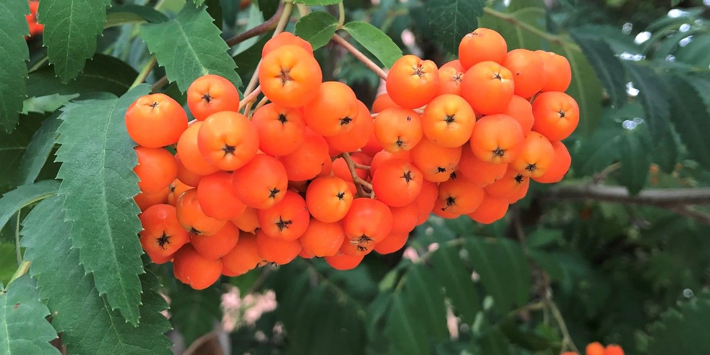 How to Grow a Rowan Tree in Your Backyard