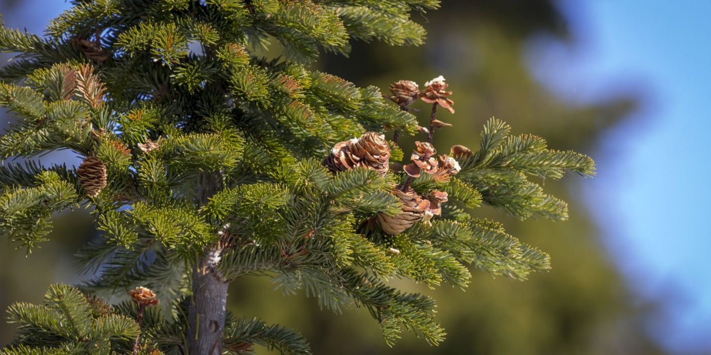Apocalypse-Proof: 9 Evergreen Trees