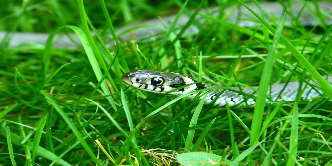 Why Snakes Are Vital for a Healthy Ecosystem