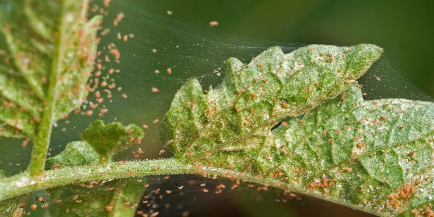 A Regional Approach to Pest Control: Every Gardener's Toolkit for Success