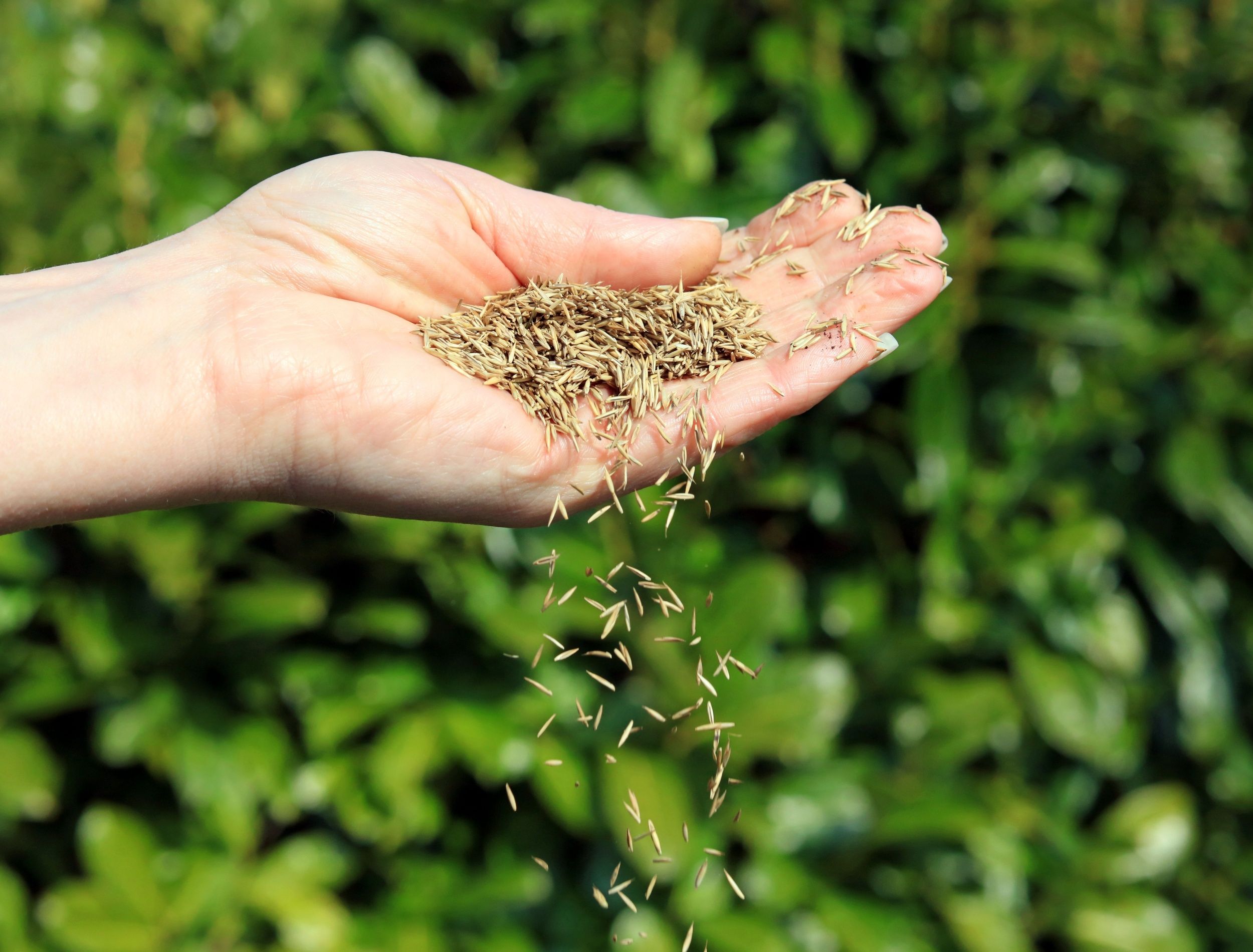Spring Lawn Seeding Unlock the Key to a Solid Lawn Care Routine