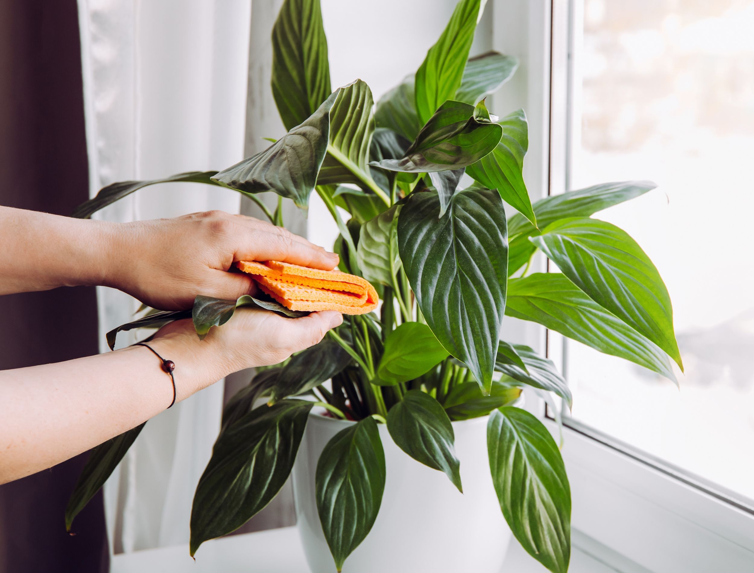 Spring Cleaning Checklist: How to Clean Plant Leaves