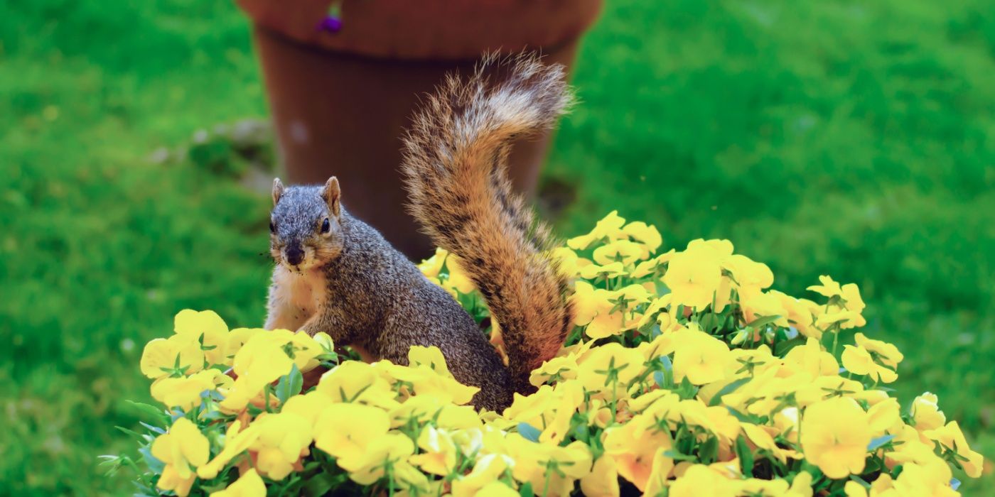 Get Rid of Squirrels and Pests From Your Container Garden