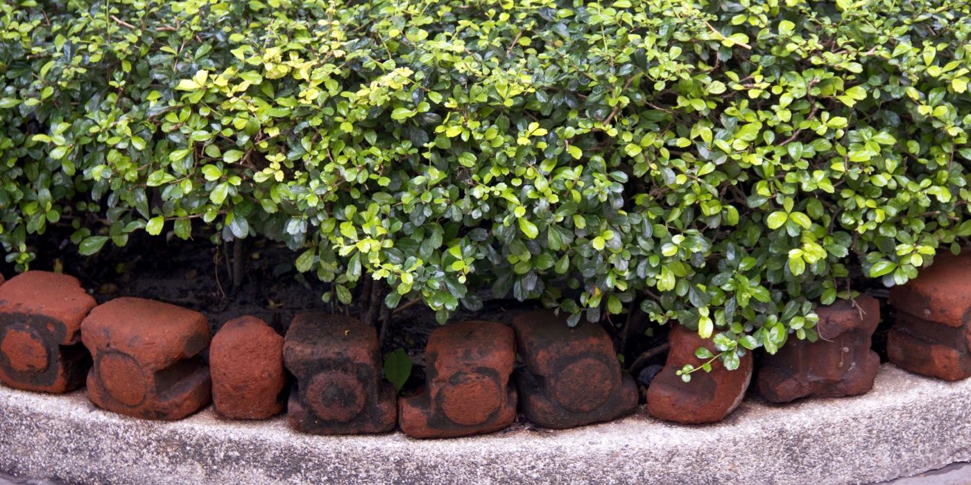 Creating Tranquil Backyard Retreats with Terracotta Tiles