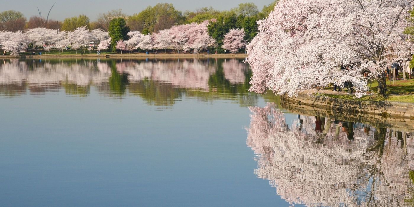 What is the Cherry Blossom Festival in Washington DC?