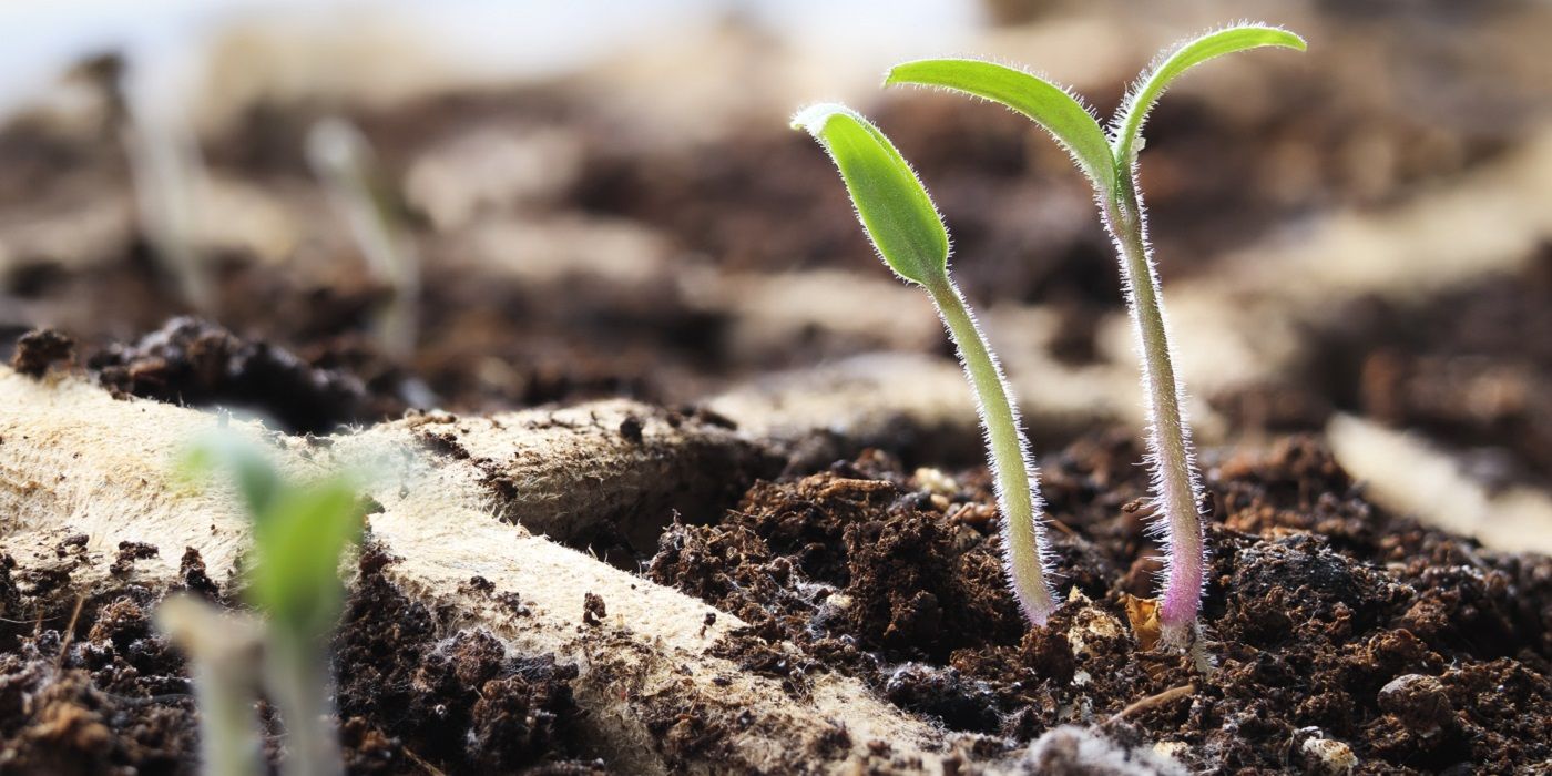 7 Tips For Growing Tomatoes From Seed