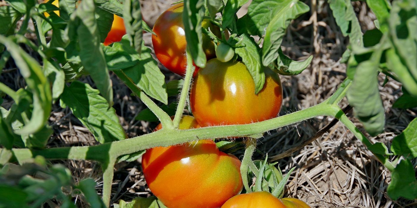 A Gardener's Guide to Growing Seedless Fruits