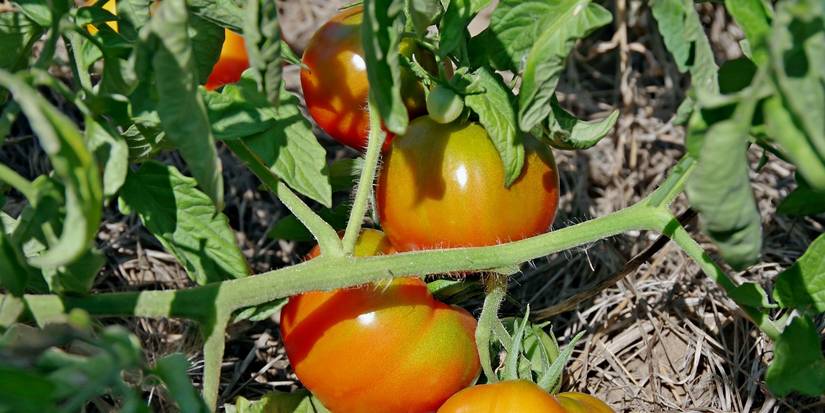 7 Tips For Growing Tomatoes From Seed