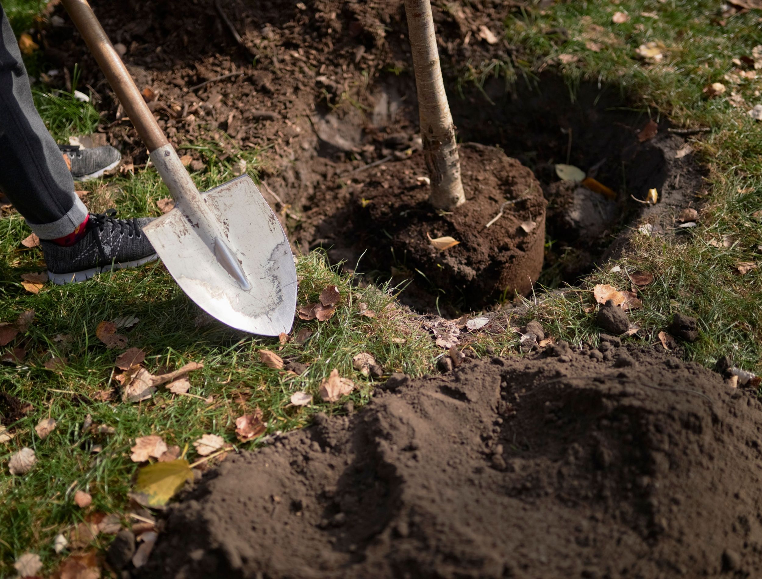 Maximizing March: The Prime Time for Tree Transplanting