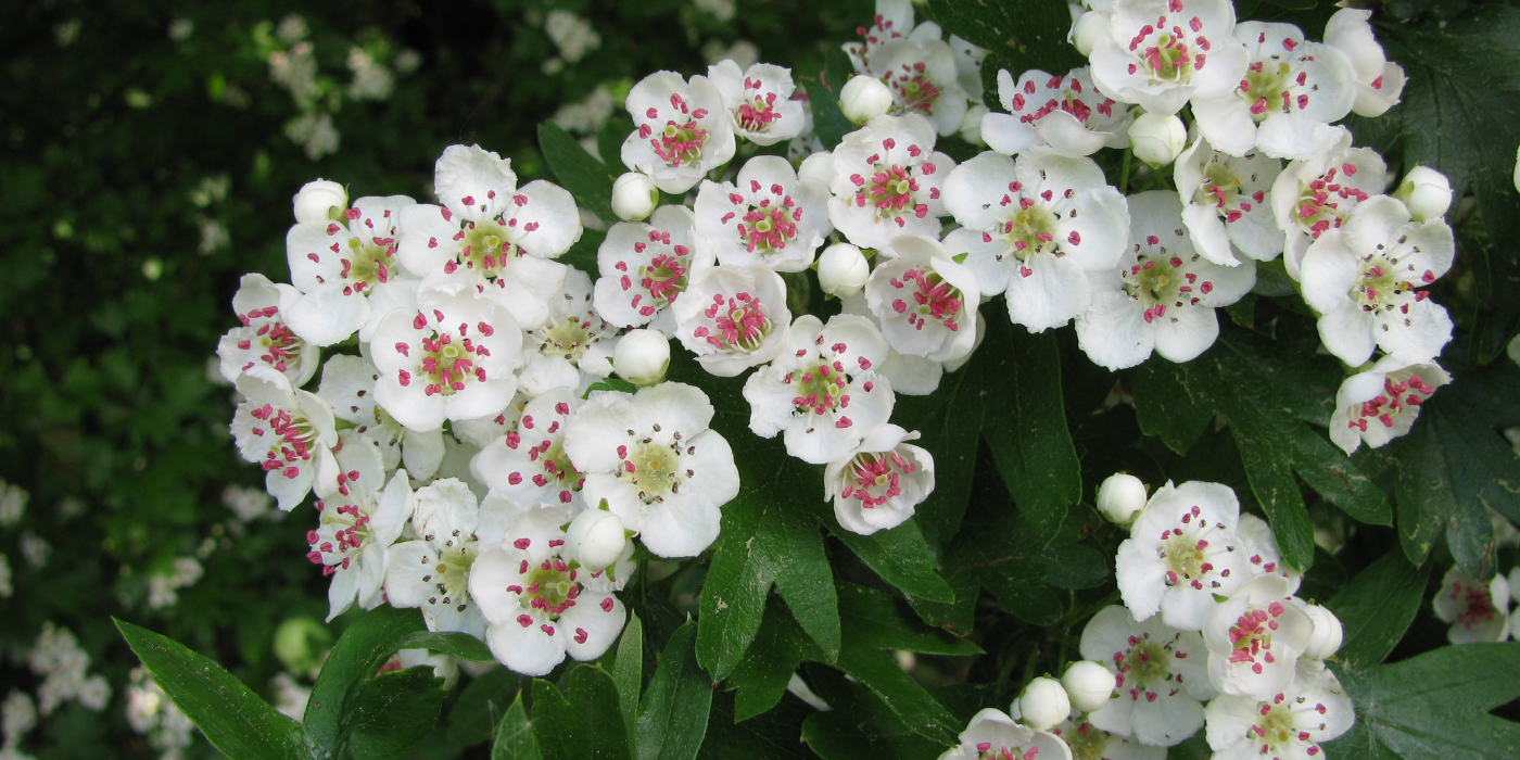 Enchanting Folklore Gardens: 5 Mythical Plants to Cultivate at Home